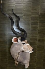 1177 Koedoe | Bymax.nl