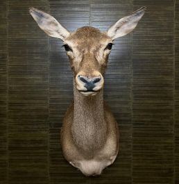 1221 Edelhert Hinde | Bymax.nl