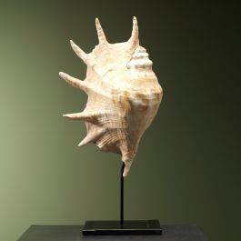 1475 Lambis truncata Schelp | Bymax.nl