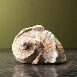 1507 Turbo Schelp | Bymax.nl