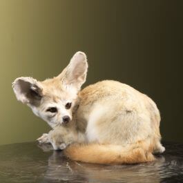 2152 Fennek Vos | Bymax.nl