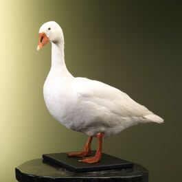 2443 Witte Gans | Bymax.nl